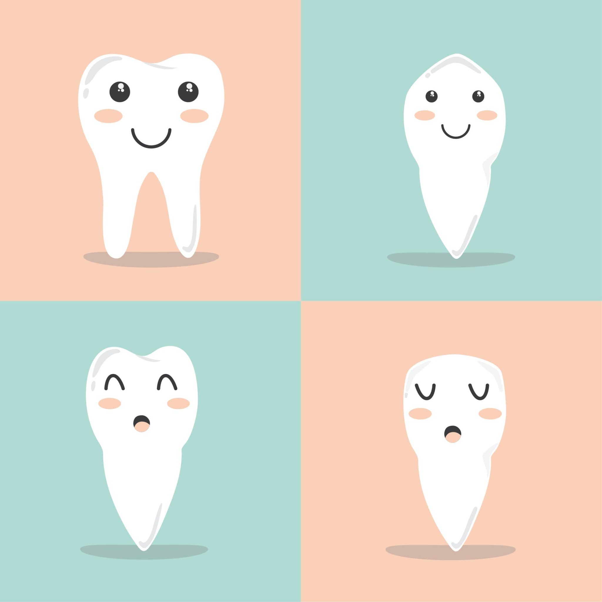 Anatomie de la bouche : les dents - Centre Dentaire Delongchamp